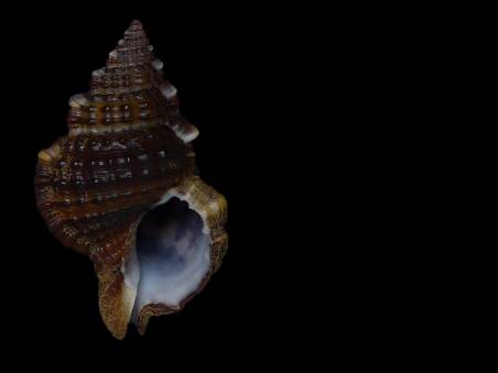 shellauction.net :: Gyrineum natator - 1653911