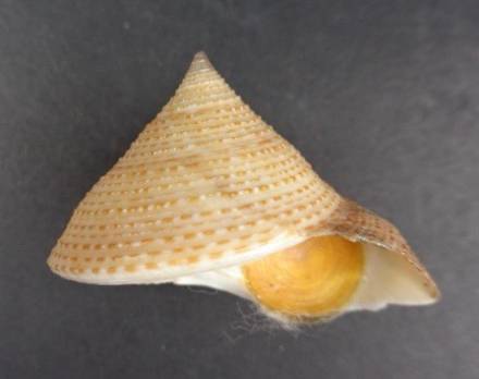 shellauction.net :: Calliostoma (maurea) selecta - 1655932