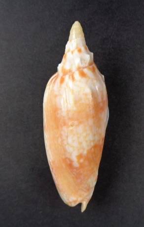 shellauction.net :: Cymbiola thatcheri - 1658580