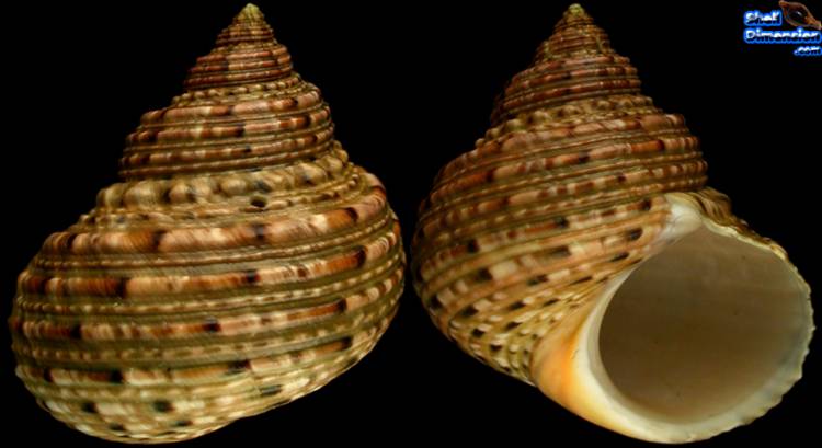 shellauction.net :: Turbo laetus - 1666647