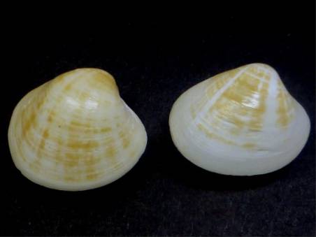 shellauction.net :: Pitar species - 1669767
