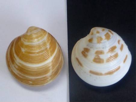 shellauction.net :: Dosinia contusa - 1669816