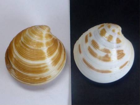 shellauction.net :: Dosinia contusa - 1669816