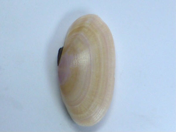 shellauction.net :: Gari lineolata - 1669834