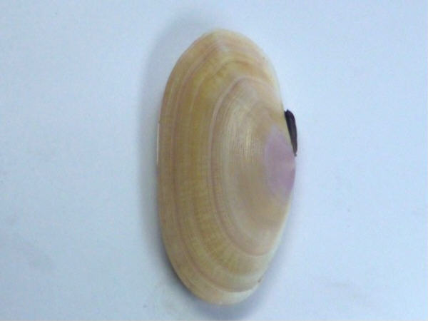 shellauction.net :: Gari lineolata - 1669834