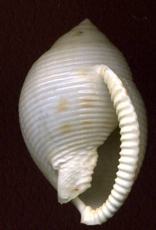 shellauction.net :: Semicassis microstoma - 1685410