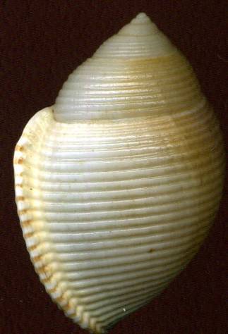 shellauction.net :: Semicassis microstoma - 1685410