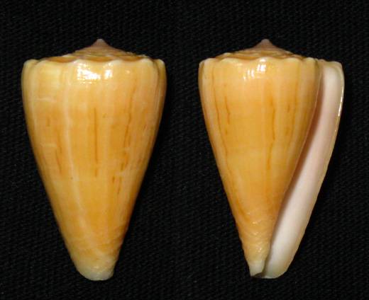 shellauction.net :: Conus princeps f. apogrammatus - 1739241