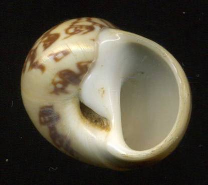 shellauction.net :: Natica arachnoidea - 1750203