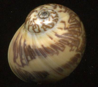 shellauction.net :: Natica arachnoidea - 1750203