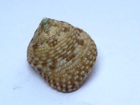 shellauction.net :: Clanculus limbatus - 1751106