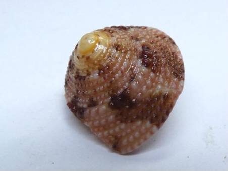 shellauction.net :: Clanculus miniatus - 1751286