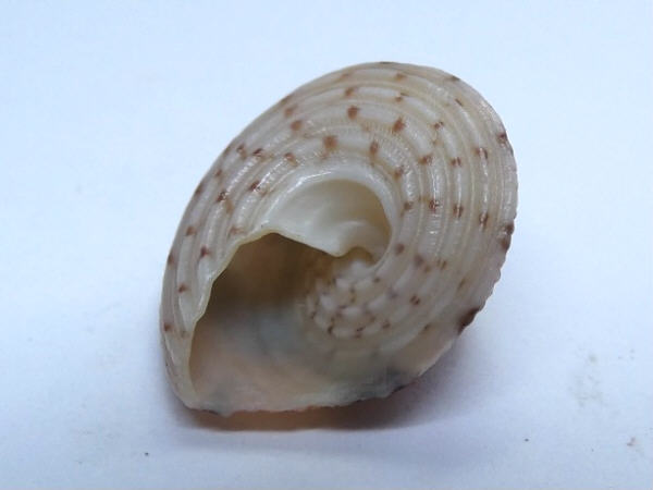 shellauction.net :: Clanculus miniatus - 1751286