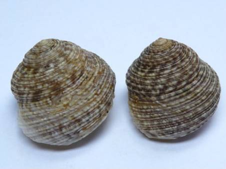 shellauction.net :: Monilea callifera - 1751849