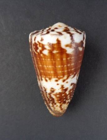 shellauction.net :: Conus planorbis f. vitulinus - 1758800
