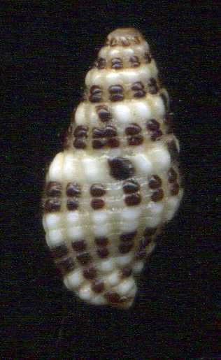 shellauction.net :: Engina natalensis - 1847915