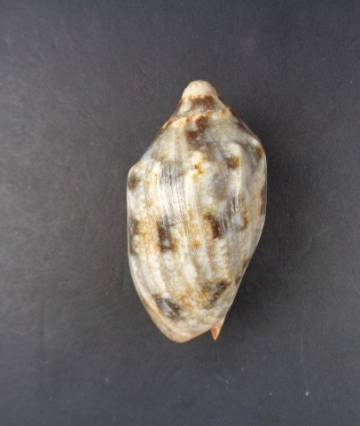 shellauction.net :: Cymbiola rutila - 1857132