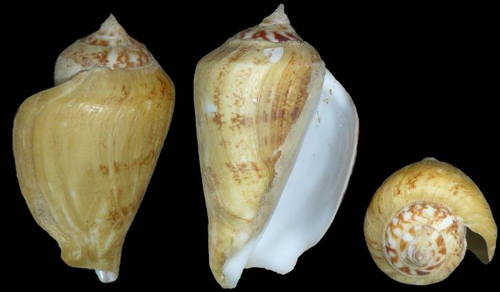 shellauction.net :: Strombus persicus - 1867479