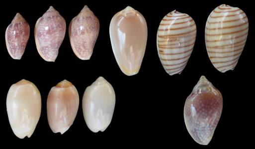 shellauction.net :: Marginella marginella species assorted - 1867841