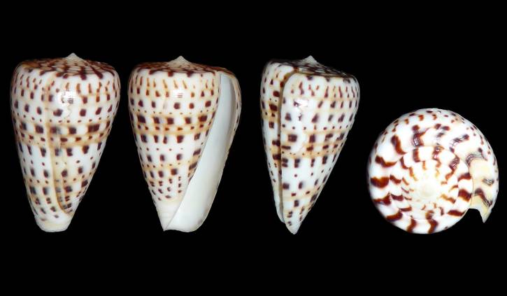 shellauction.net :: Kalloconus pulcher byssinus - 1868195