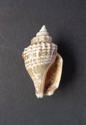 shellauction.net :: Strombus labiatus - 1883374