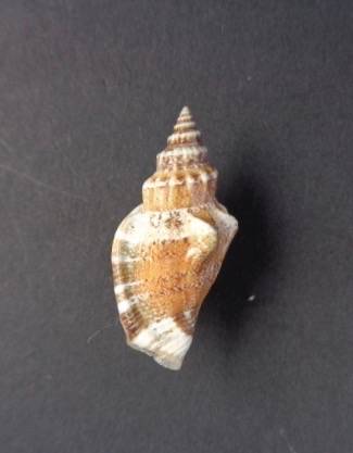 shellauction.net :: Strombus labiatus - 1883377