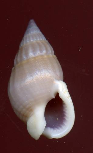 shellauction.net :: Nassarius gaudiosus mucronatus f. immaculata - 1894173