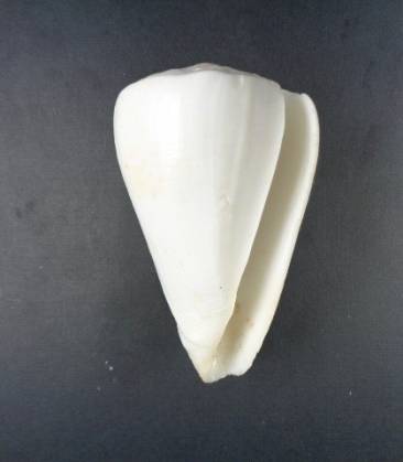 shellauction.net :: Conus fergusoni - 1925316