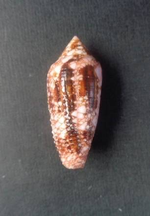 shellauction.net :: Conus legatus - 1929145