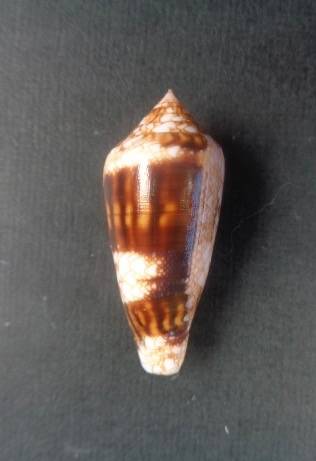 shellauction.net :: Conus legatus - 1929149