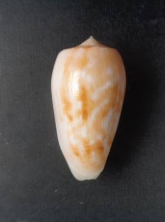 shellauction.net :: Conus julii - 1929921