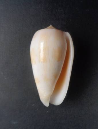 shellauction.net :: Conus julii - 1929921