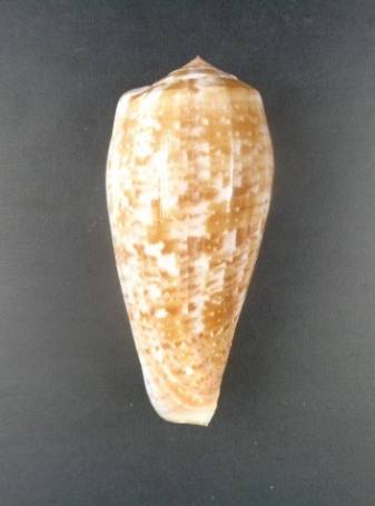 shellauction.net :: Conus cervus - 1929949