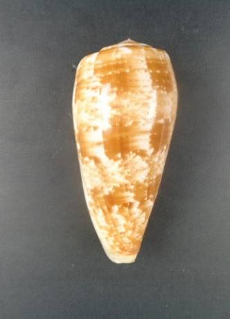 shellauction.net :: Conus cervus - 1929950