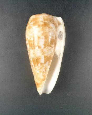 shellauction.net :: Conus cervus - 1929950