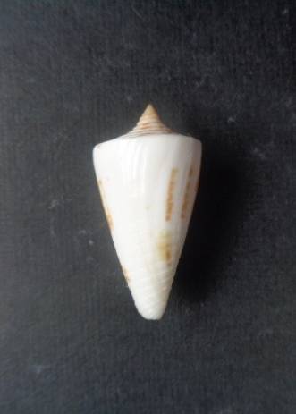 shellauction.net :: Conus eximius - 1931621