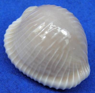 shellauction.net :: Trivia rubra - 1935549