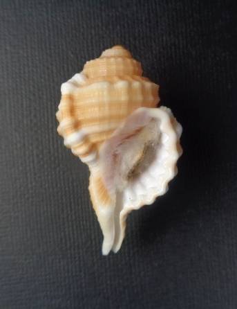 shellauction.net :: Cymatium moritinctum caribbaeum - 1978628