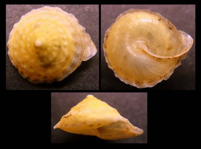 shellauction.net :: Calybium (Geotrochatella) martensi - 2009107