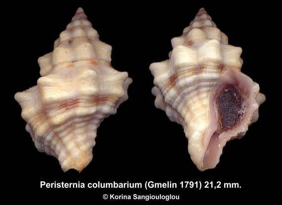 shellauction.net :: Peristernia columbarium - 2012805