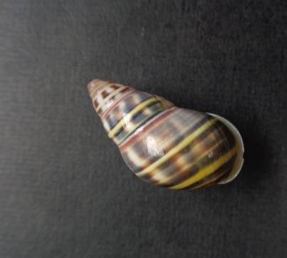 shellauction.net :: Amphidromus contrarius baaguiae - 2028522