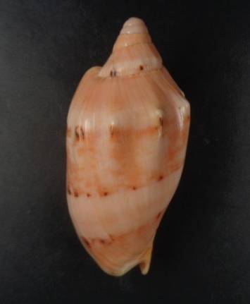 shellauction.net :: Cymbiola malayensis - 2044184