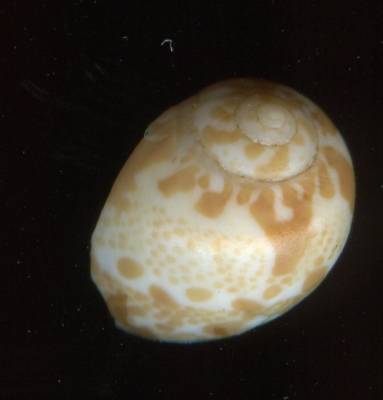 shellauction.net :: Natica queketti - 2049115