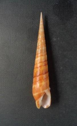 shellauction.net :: Terebra dimidiata - 2062849