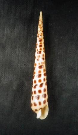 shellauction.net :: Terebra subulata - 2063501