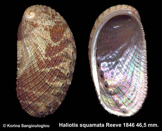 shellauction.net :: Haliotis squamata - 2065089
