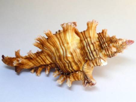 shellauction.net :: Chicoreus palmarosae - 2095099