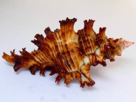 shellauction.net :: Chicoreus palmarosae - 2095319