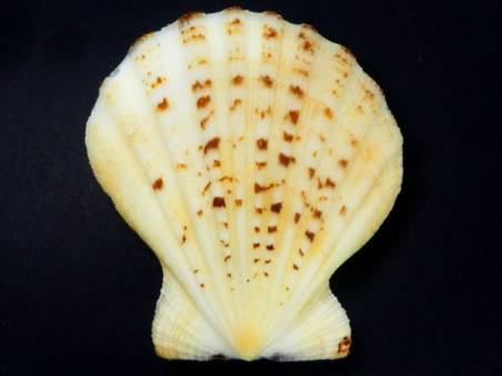 shellauction.net :: Pecten radula - 2108245