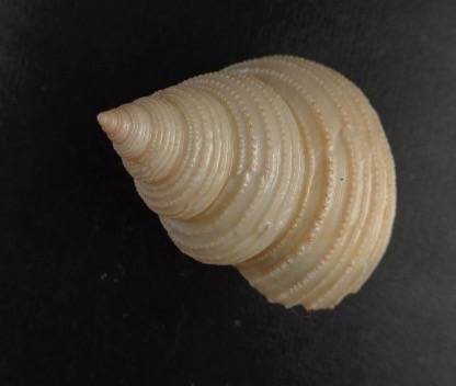 shellauction.net :: Calliostoma (Maurea) simulans - 2109694